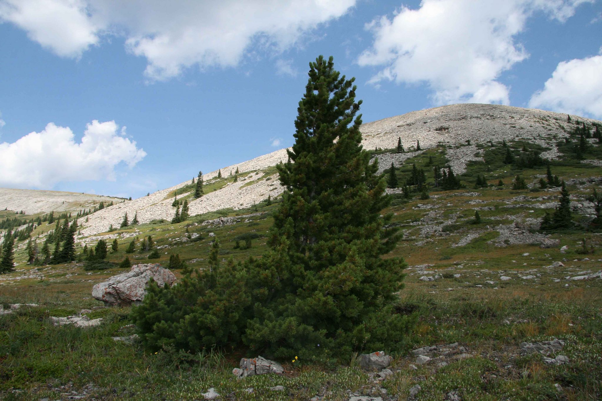 Whitebark Pine – Alberta Native Plant Council