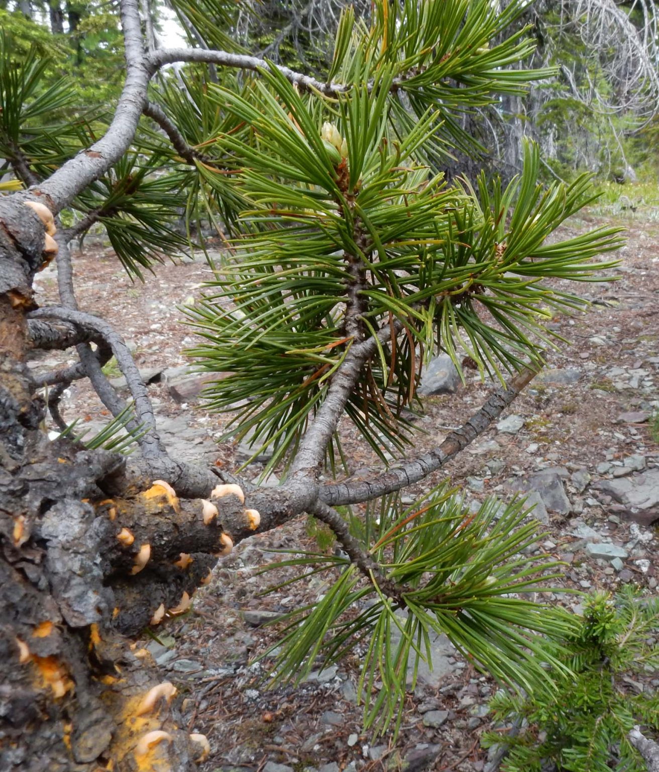 Whitebark Pine – Alberta Native Plant Council