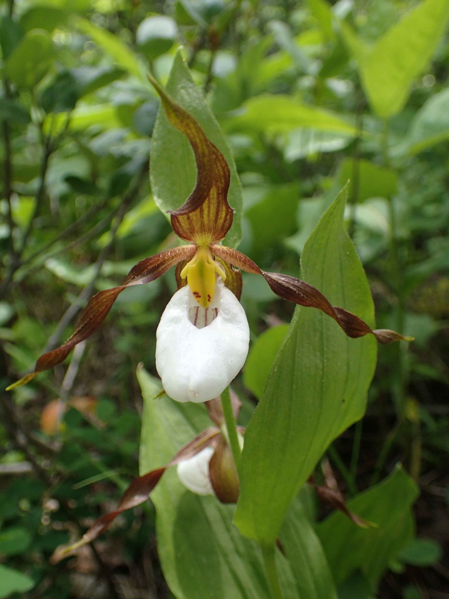 Alberta Native Plant Council