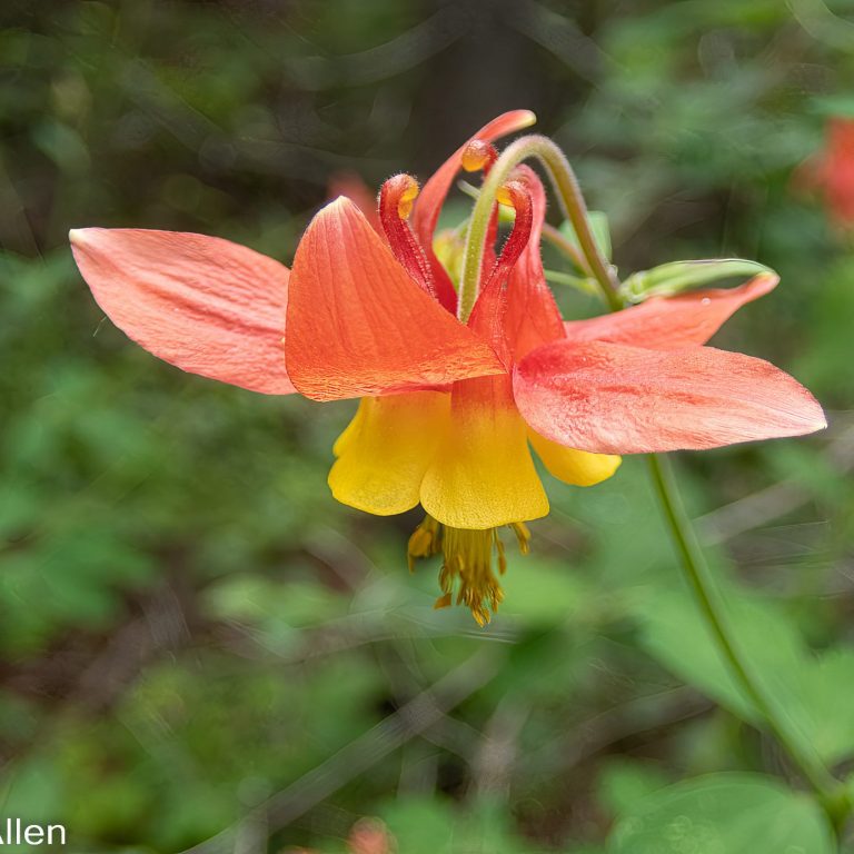Alberta Native Plant Council