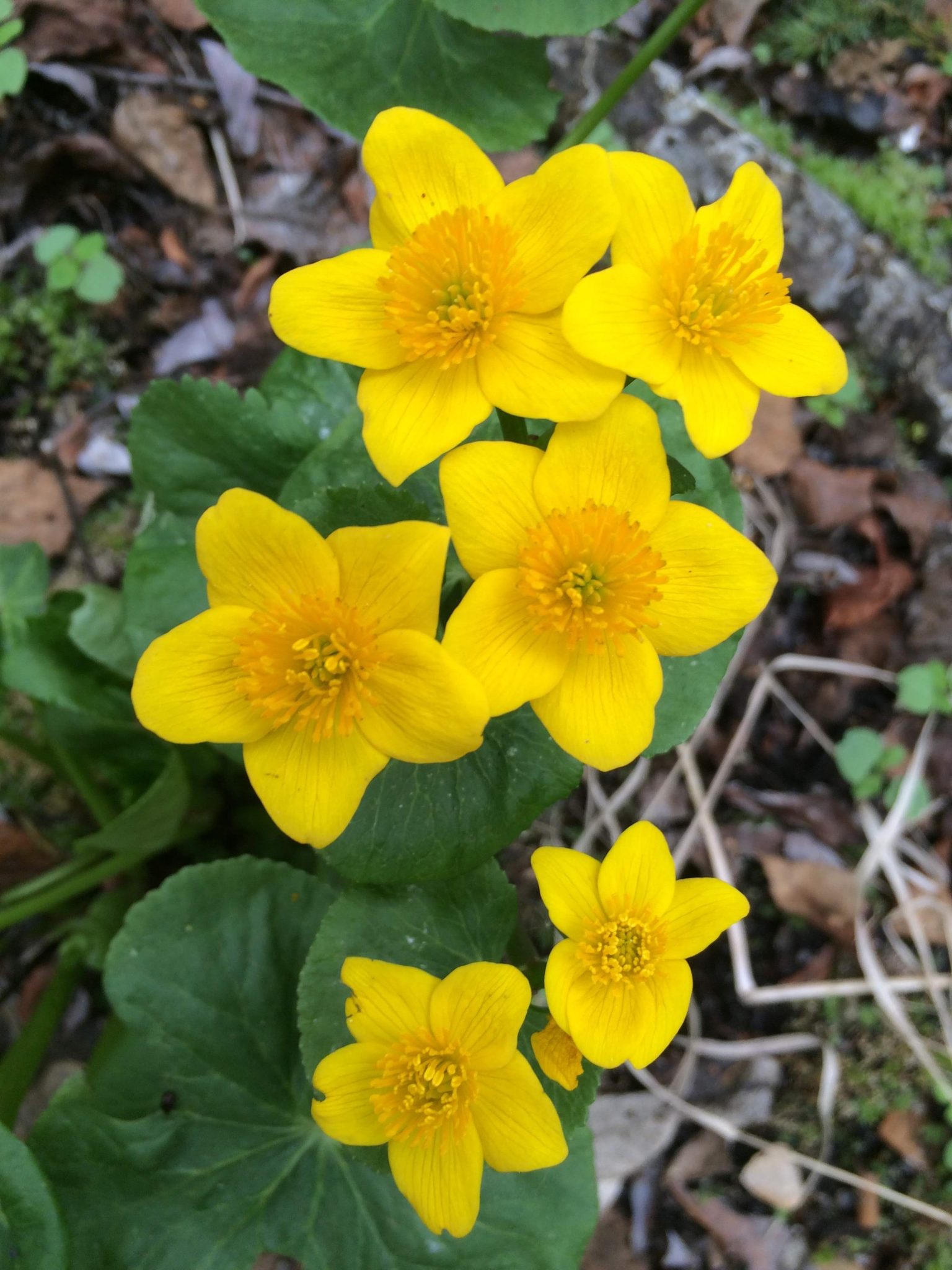 Alberta Native Plant Council