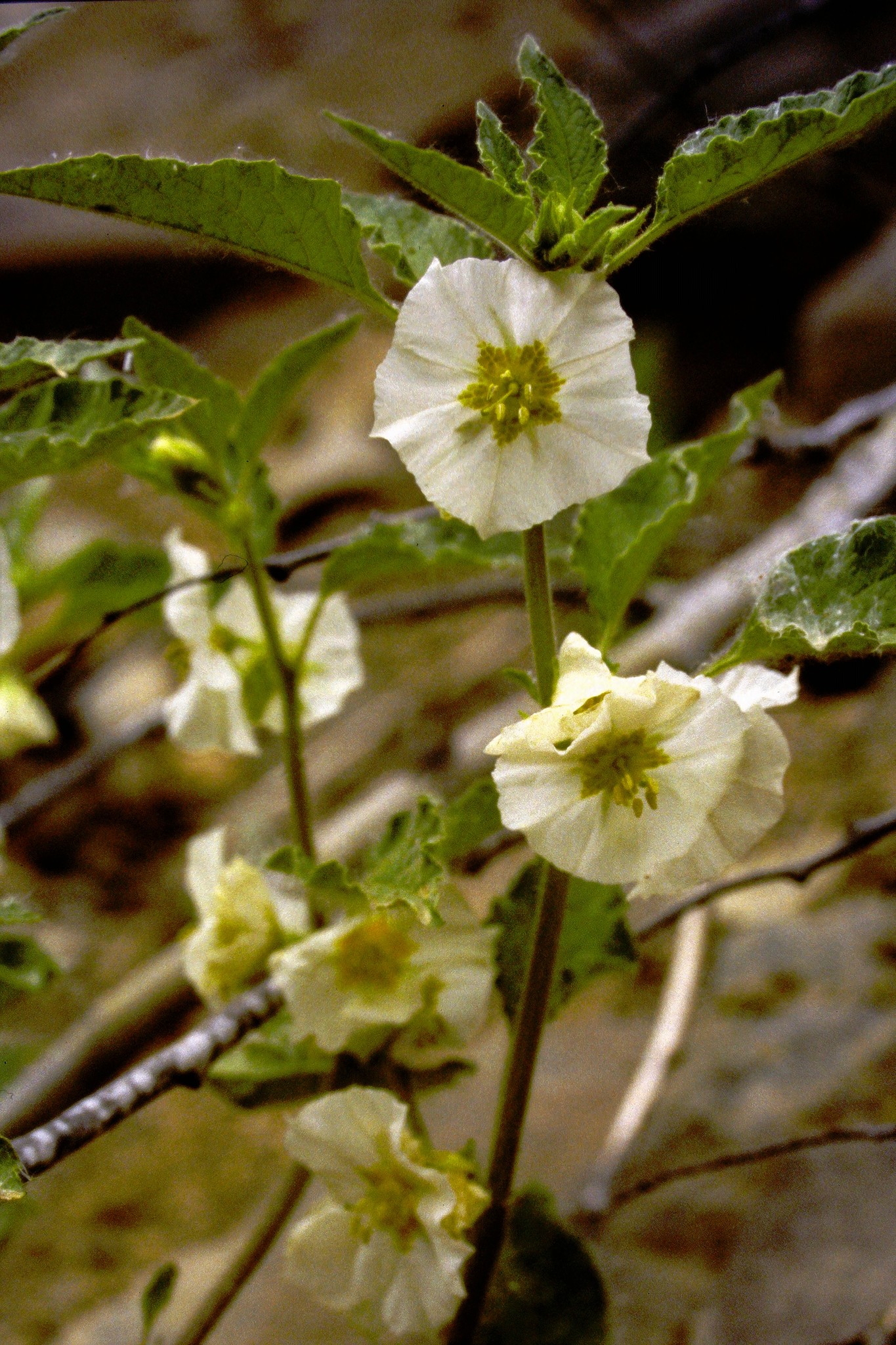About Us – Alberta Native Plant Council