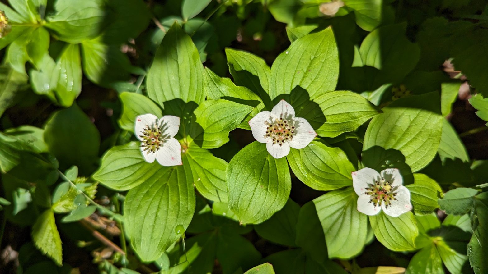 Resources – Alberta Native Plant Council