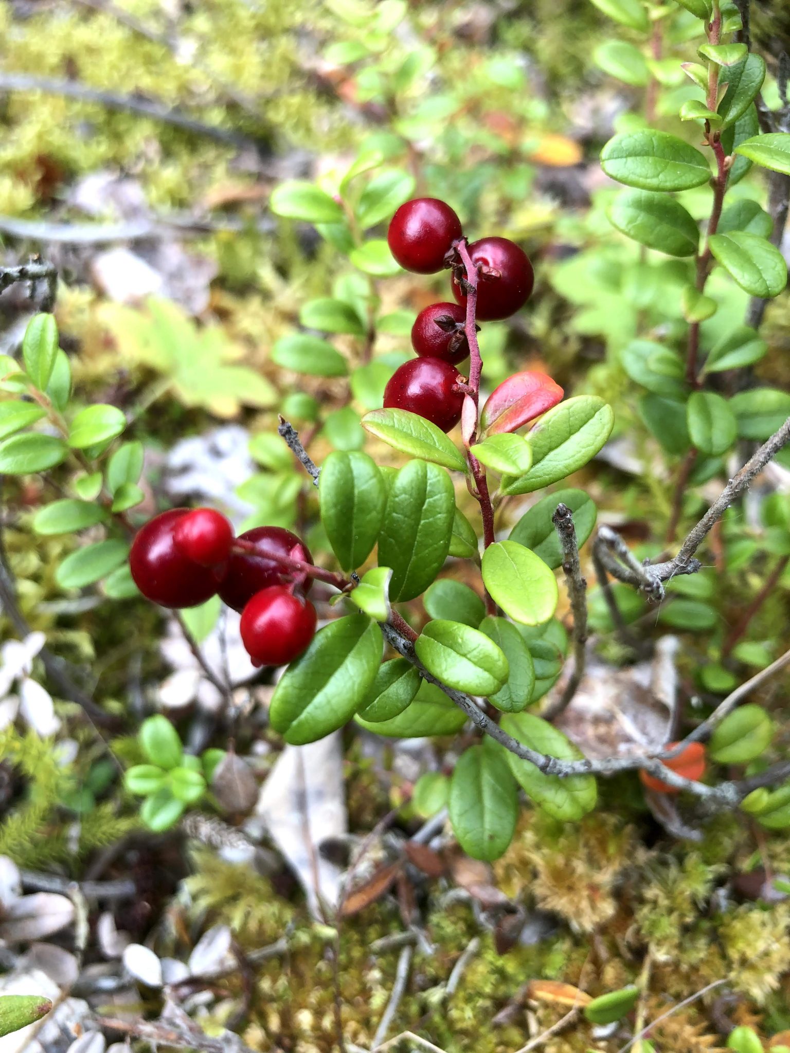 Resources – Alberta Native Plant Council