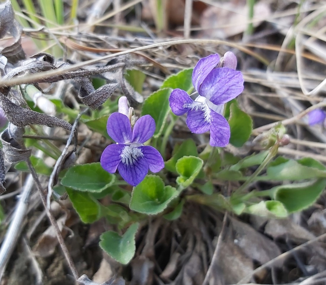 Alberta Native Plant Council