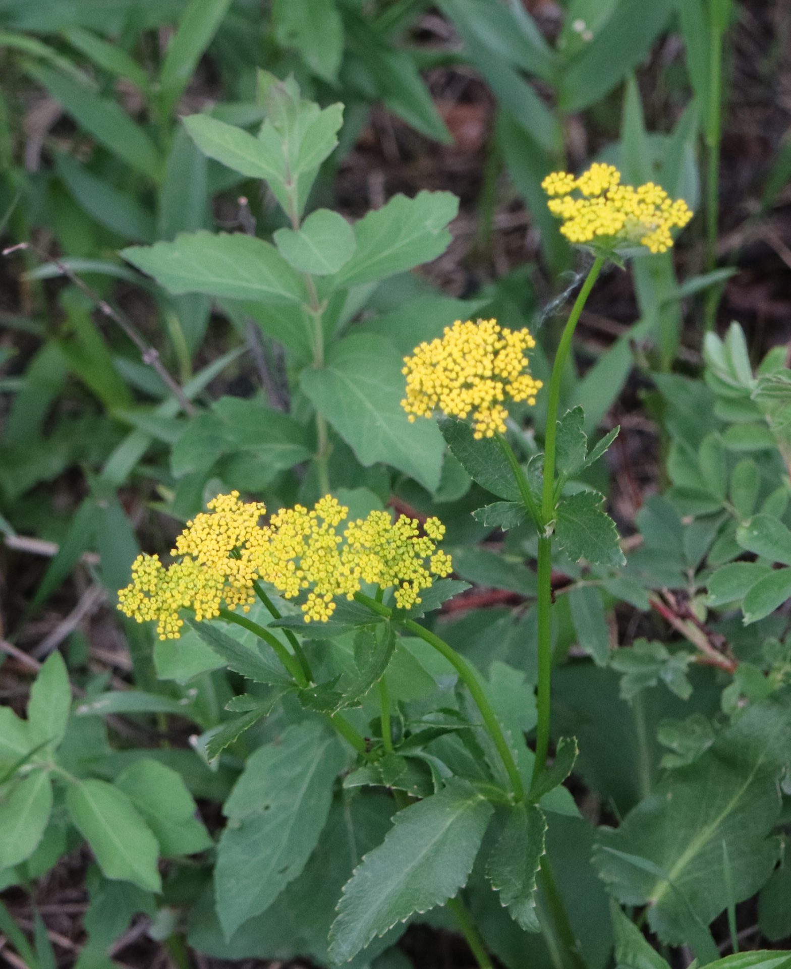 Resources – Alberta Native Plant Council