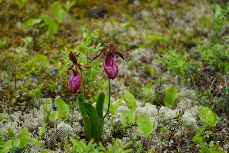 Alberta Native Plant Council