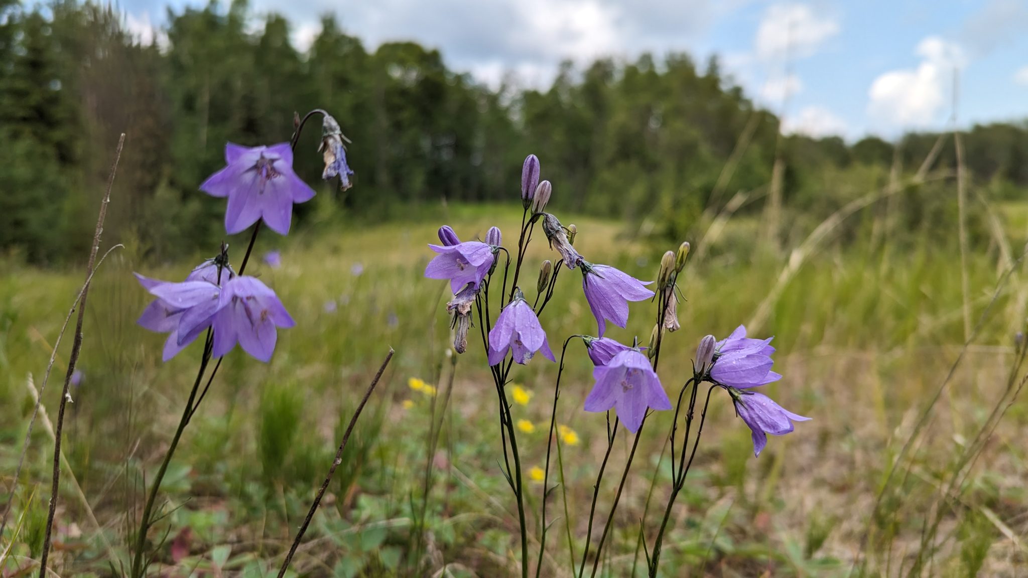Alberta Native Plant Council