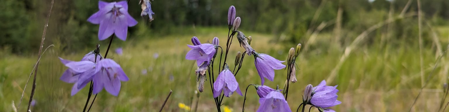 Alberta Native Plant Council