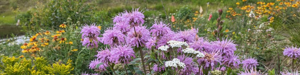 Resources – Alberta Native Plant Council