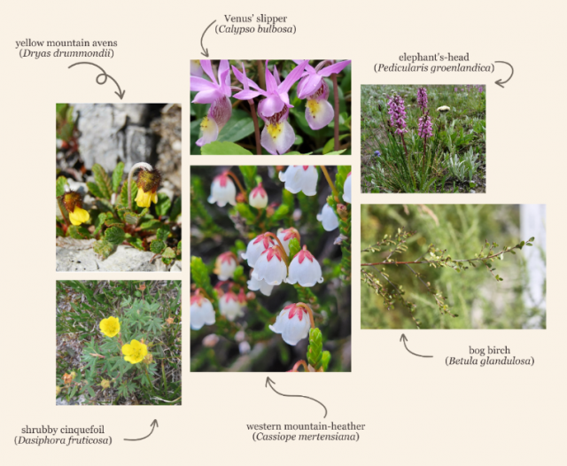 Alberta Native Plant Council