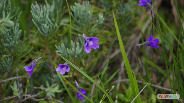Alberta Native Plant Council
