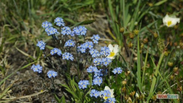Alberta Native Plant Council