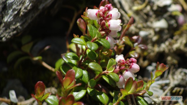 Alberta Native Plant Council