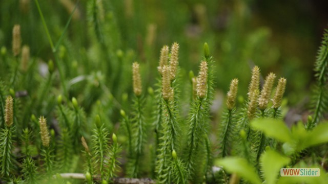 Alberta Native Plant Council