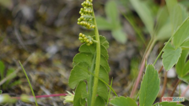 Alberta Native Plant Council