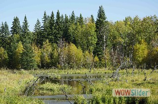 Alberta Native Plant Council