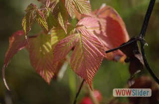 Alberta Native Plant Council